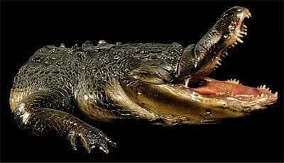 Alligator Chomp