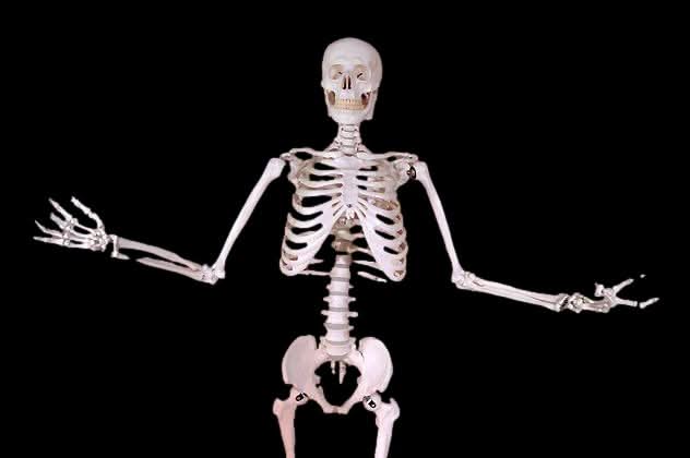 Harvey Posable Life Size Skeleton, 2nd Class – The Horror Dome