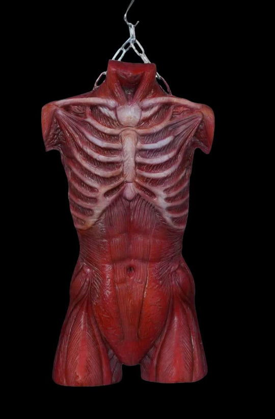 Muscle Torso Skin Halloween Prop – The Horror Dome