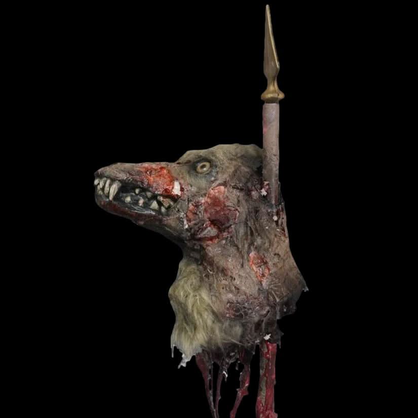 Rotting Coyote Head on Spike – The Horror Dome