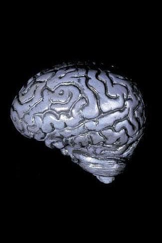Human Brain Decoration | Brain Prop | Human Body Part – The Horror Dome