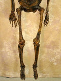 Life- Size Rotted Skeleton – The Horror Dome