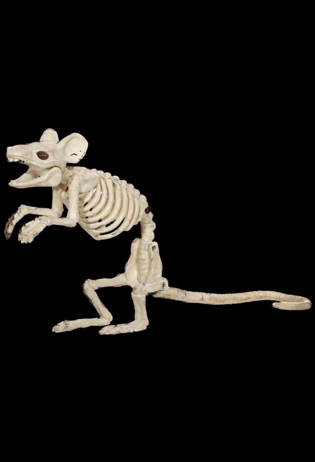 Standing Mouse Skeleton | Mouse Skeleton Prop | Rodent Prop – The ...
