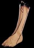 Severed Let Leg Decoration | Amputated Left Leg Prop – The Horror Dome