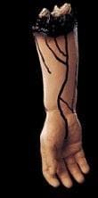 Severed Right Arm Decoration | Amputated Right Arm Prop – The Horror Dome